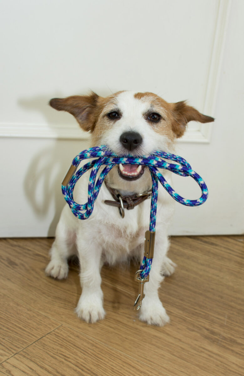 Dog Leashes: Different Types and Usage Scenarios