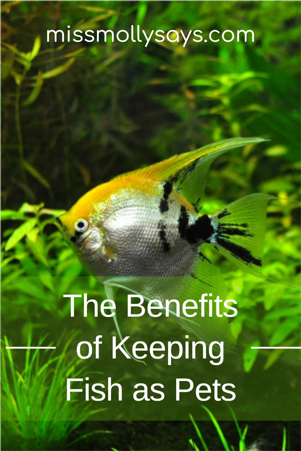 The Benefits of Keeping Fish as Pets - Miss Molly Says
