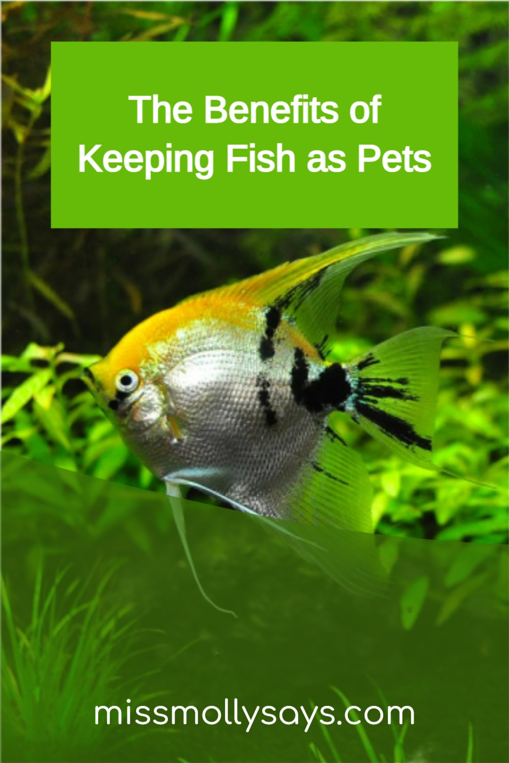 The Benefits of Keeping Fish as Pets - Miss Molly Says