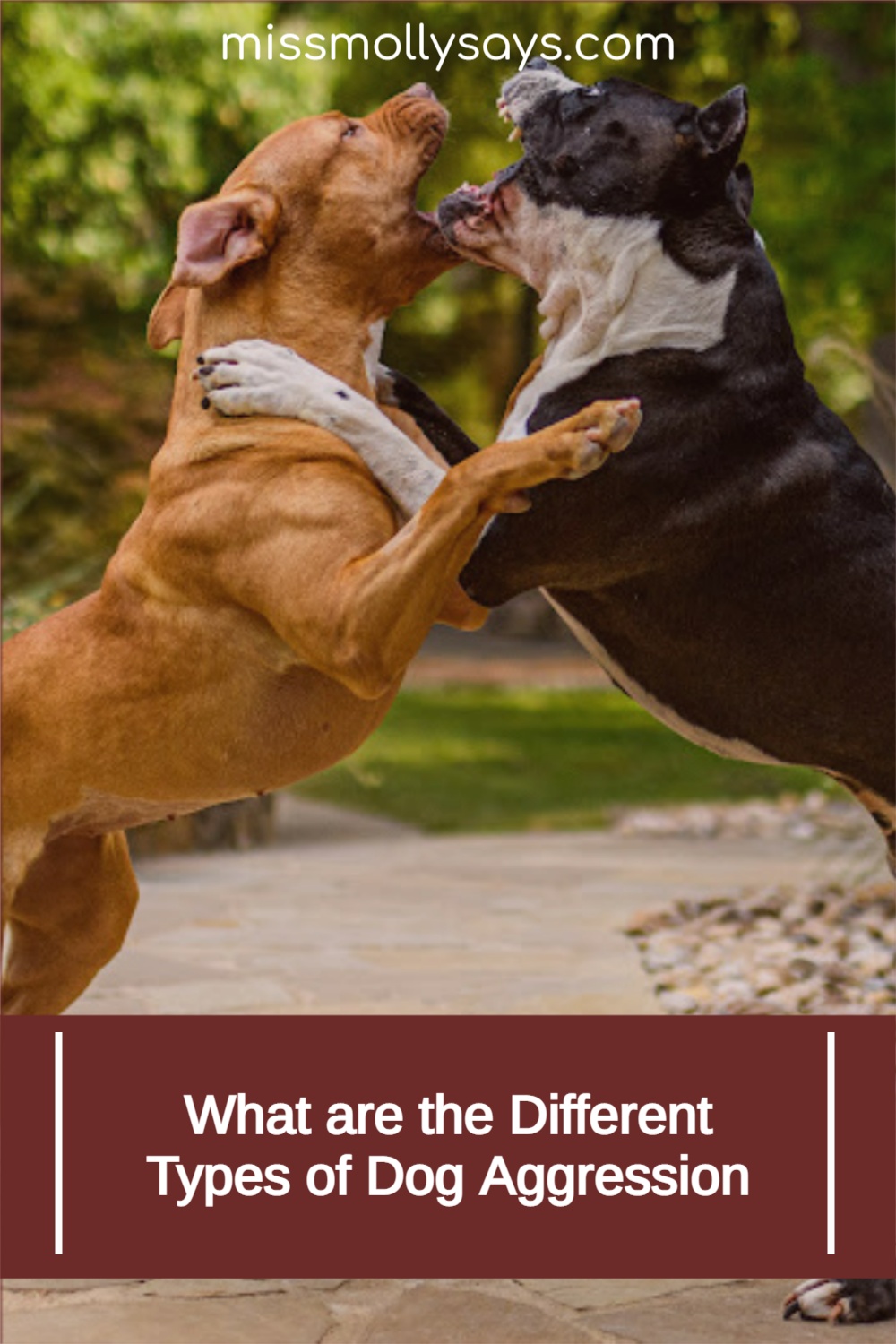 What are the Different Types of Dog Aggression - Miss Molly Says