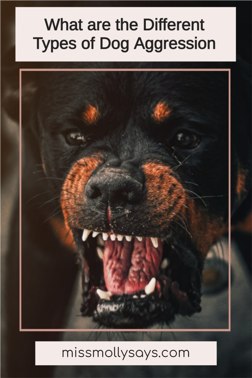 What are the Different Types of Dog Aggression - Miss Molly Says
