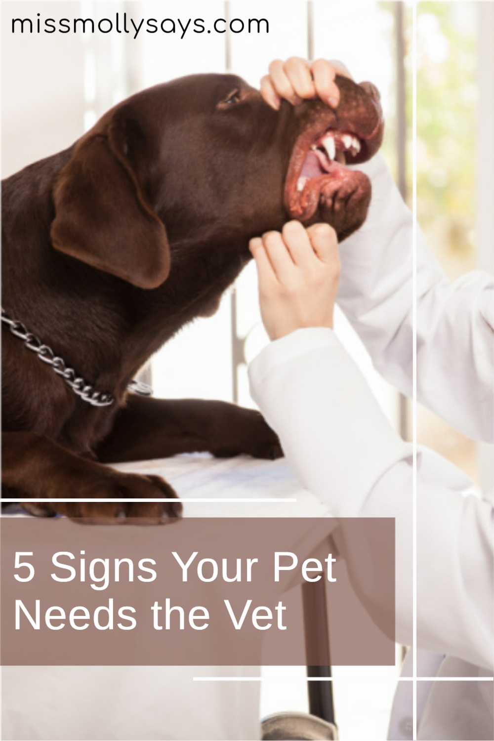 5 Signs Your Pet Needs the Vet - Miss Molly Says