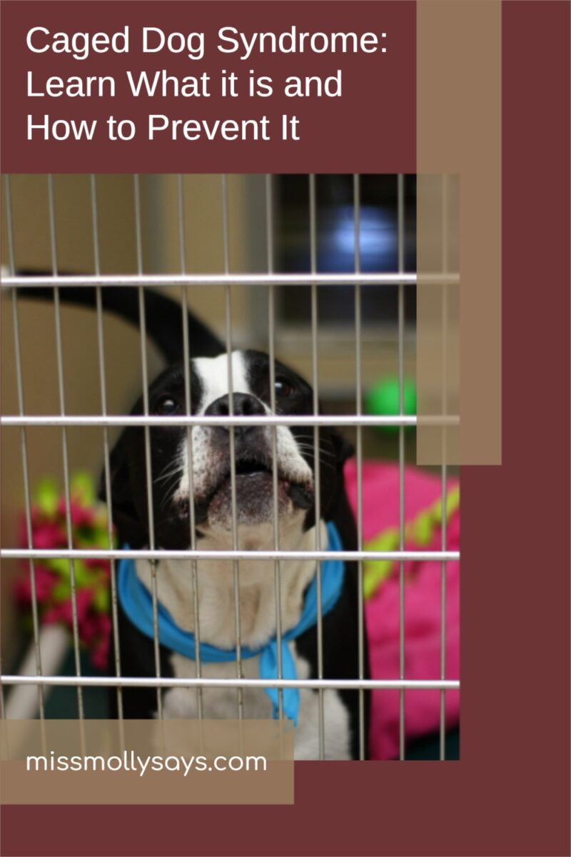Caged Dog Syndrome: Learn What it is and How to Prevent It