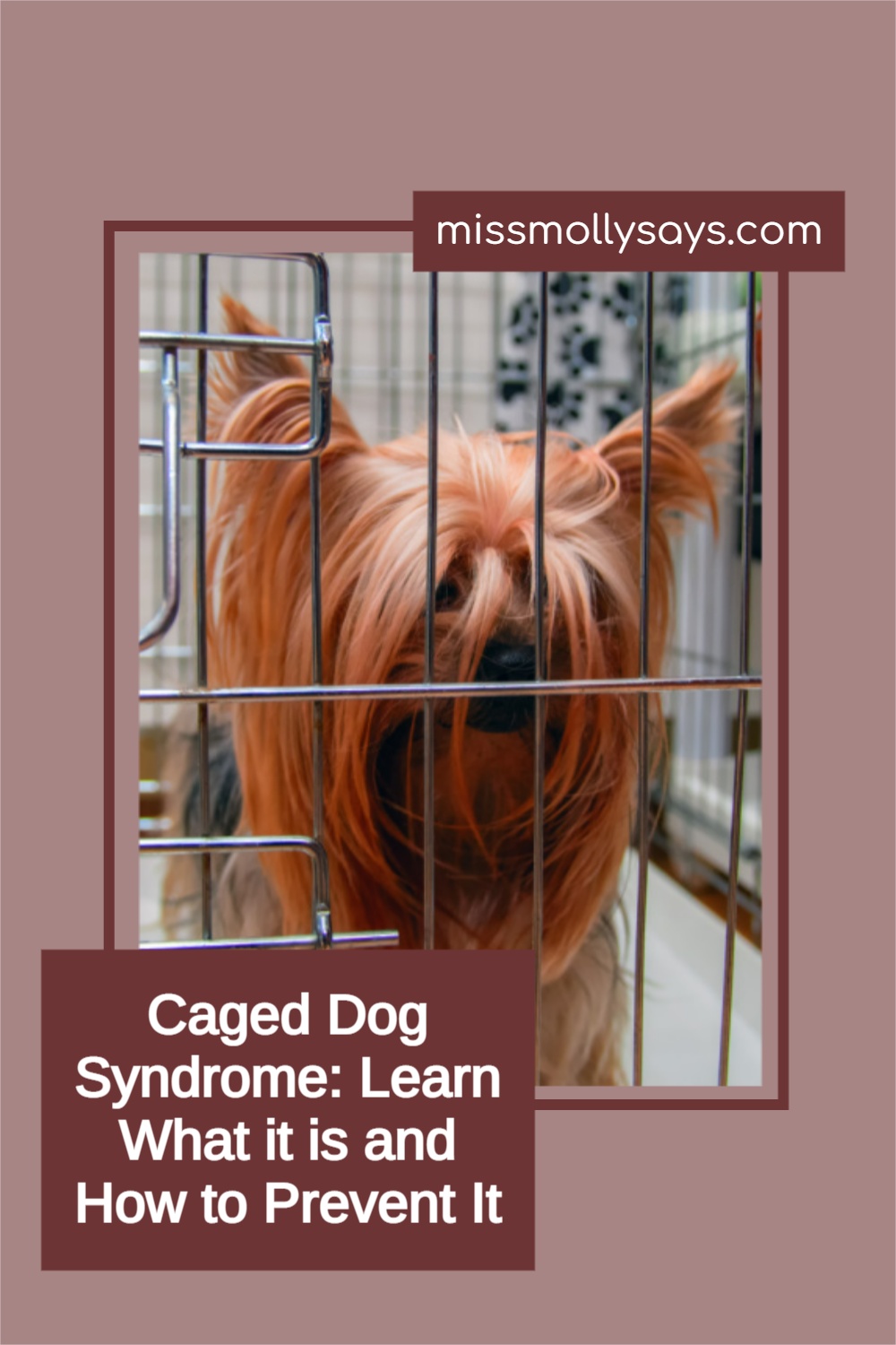 Caged Dog Syndrome: Learn What it is and How to Prevent It