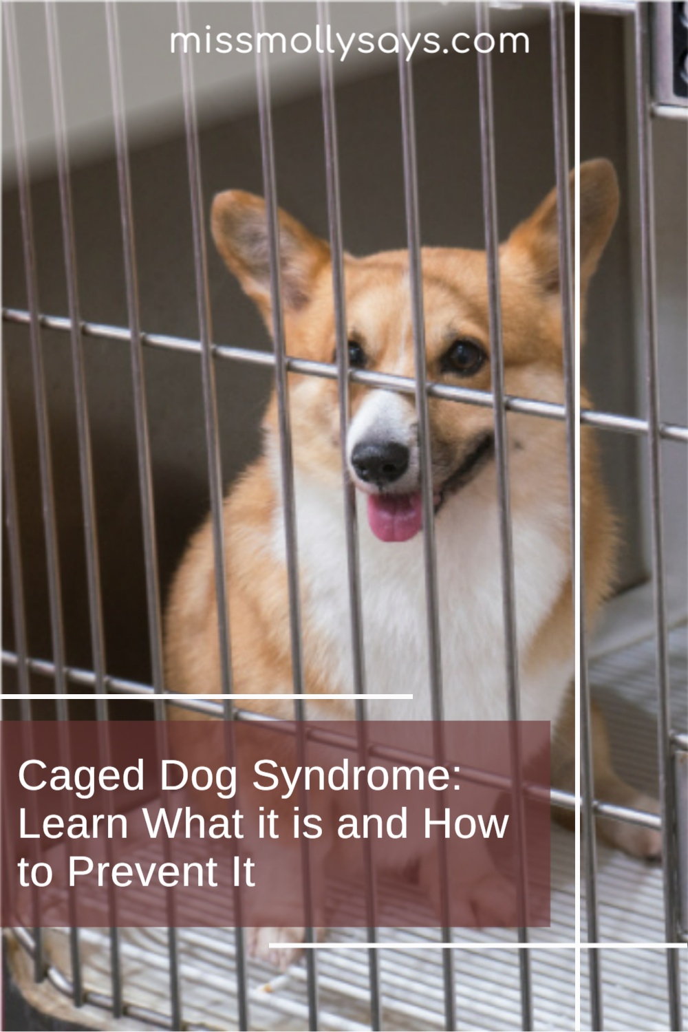 Caged Dog Syndrome: Learn What it is and How to Prevent It