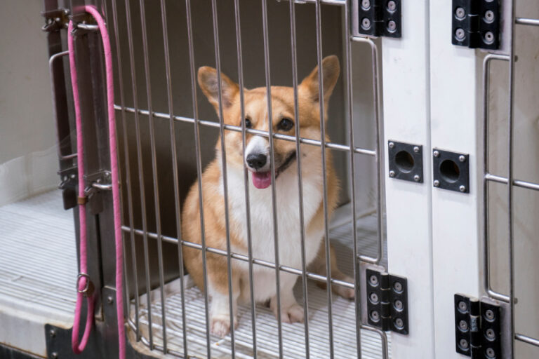 Caged Dog Syndrome: Learn What it is and How to Prevent It