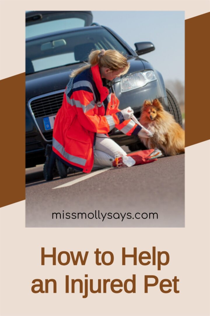 How to Help an Injured Pet - Miss Molly Says