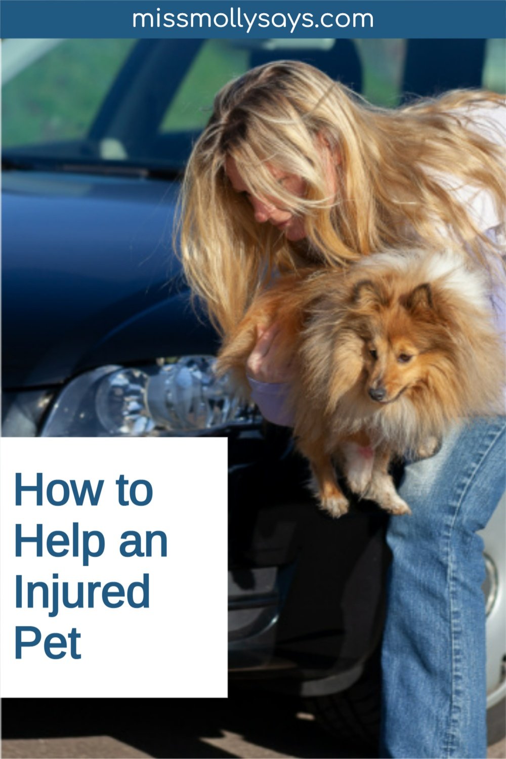 How to Help an Injured Pet - Miss Molly Says