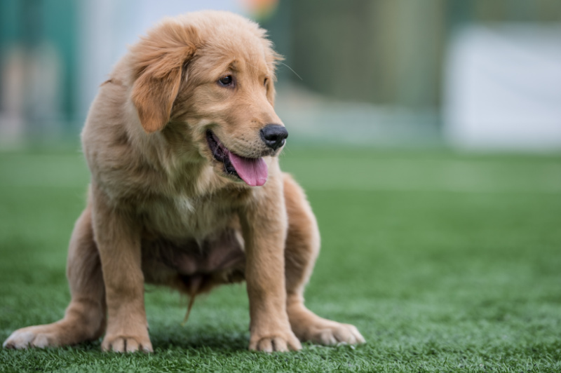 What are the Causes of Bladder Stones in Dogs