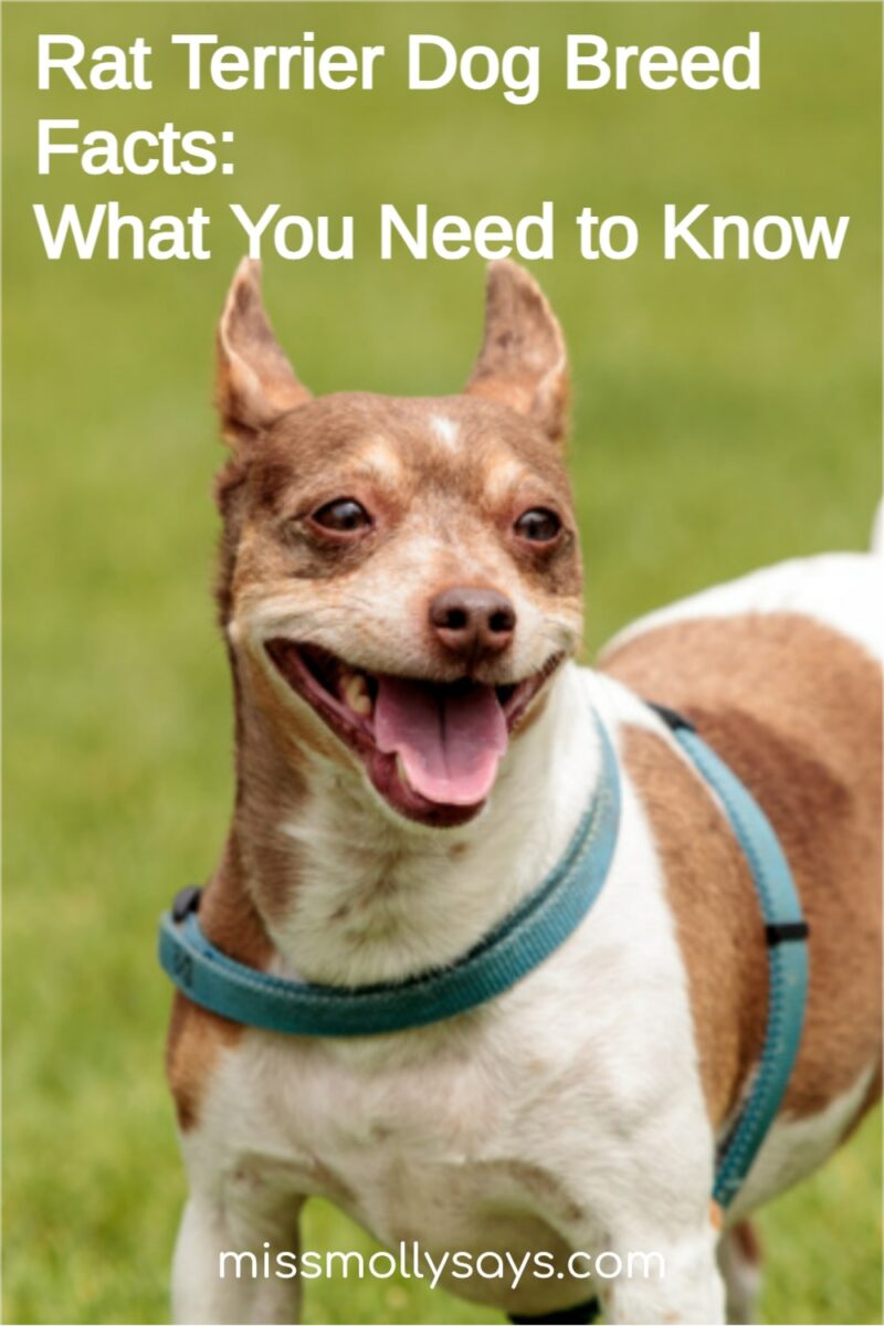 Rat Terrier Dog Breed Facts: What You Need to Know