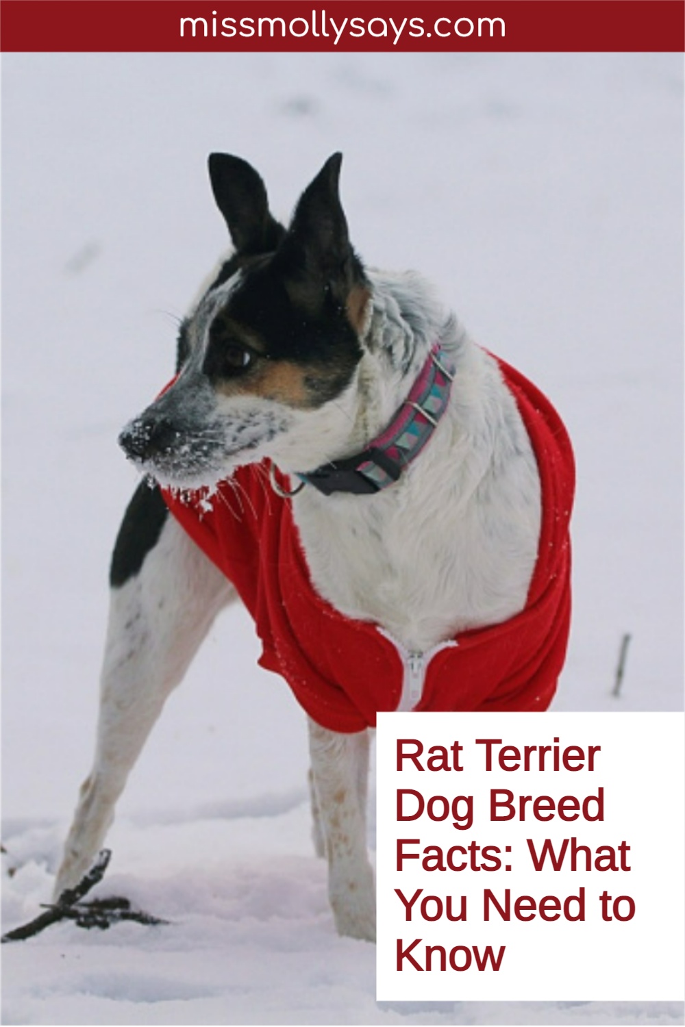 Rat Terrier Dog Breed Facts: What You Need to Know