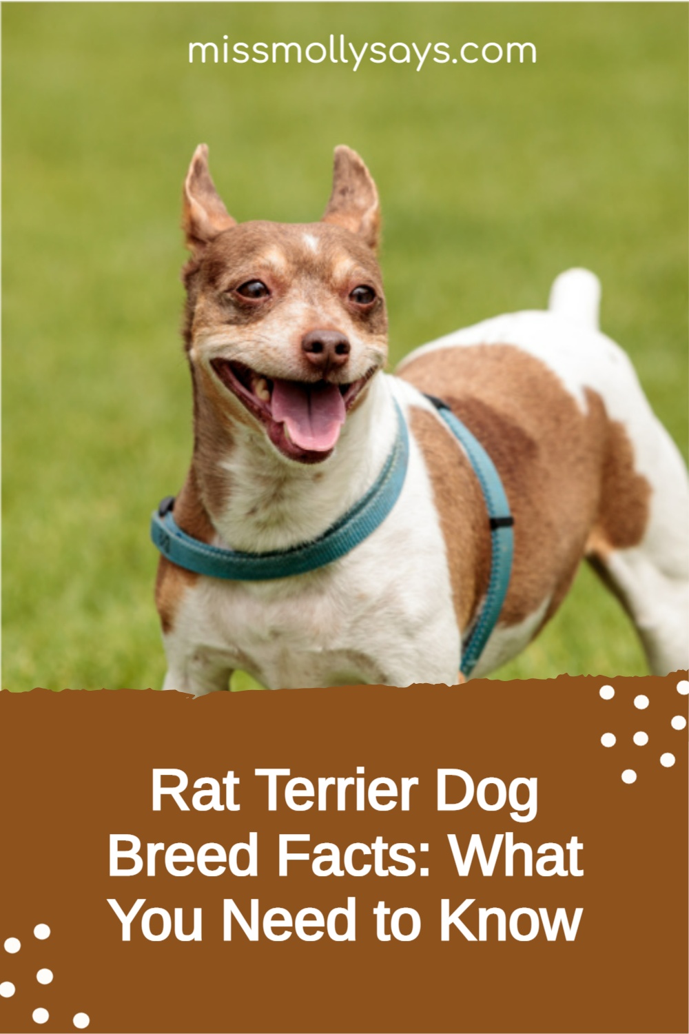 Rat Terrier Dog Breed Facts: What You Need to Know