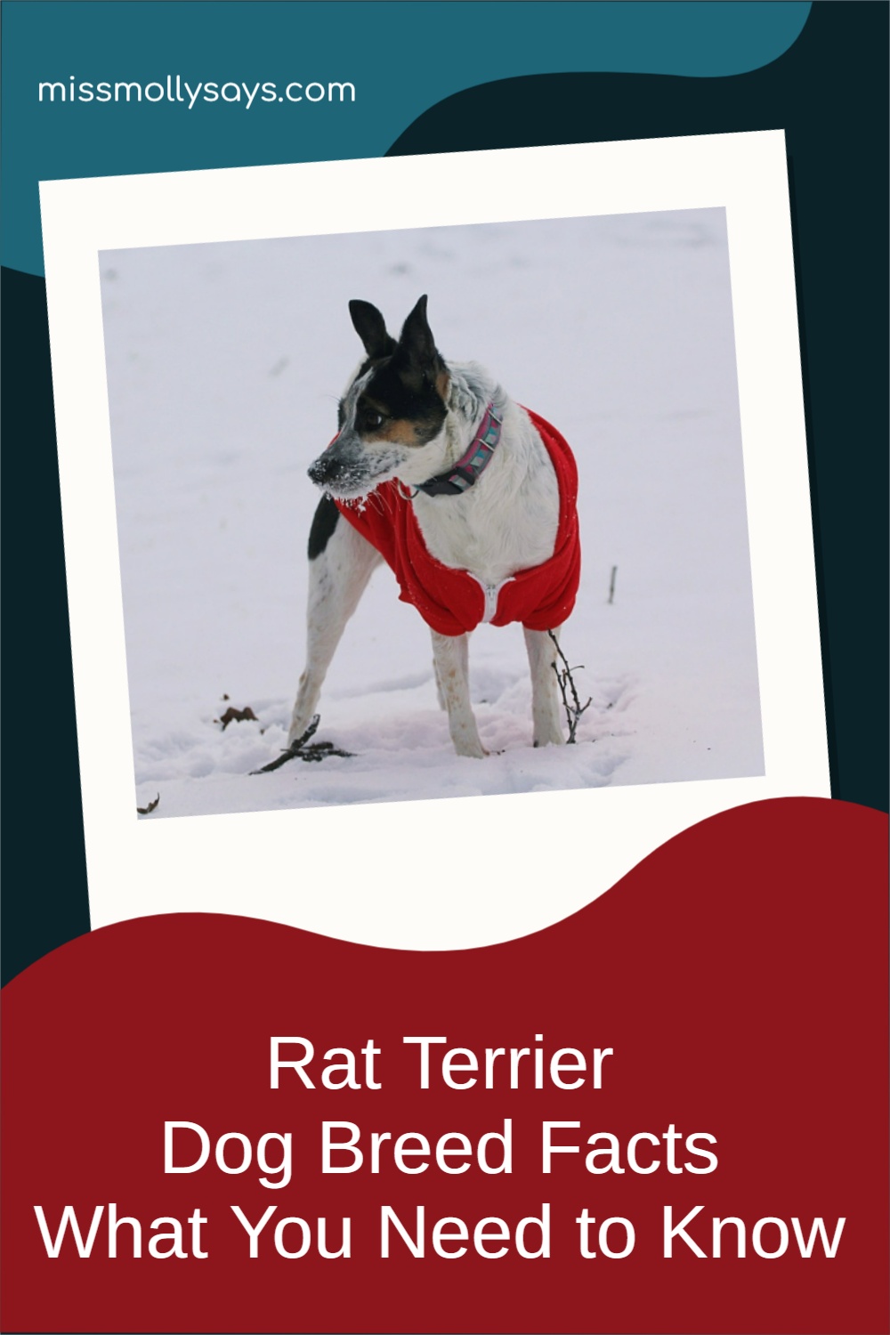 Rat Terrier Dog Breed Facts: What You Need to Know