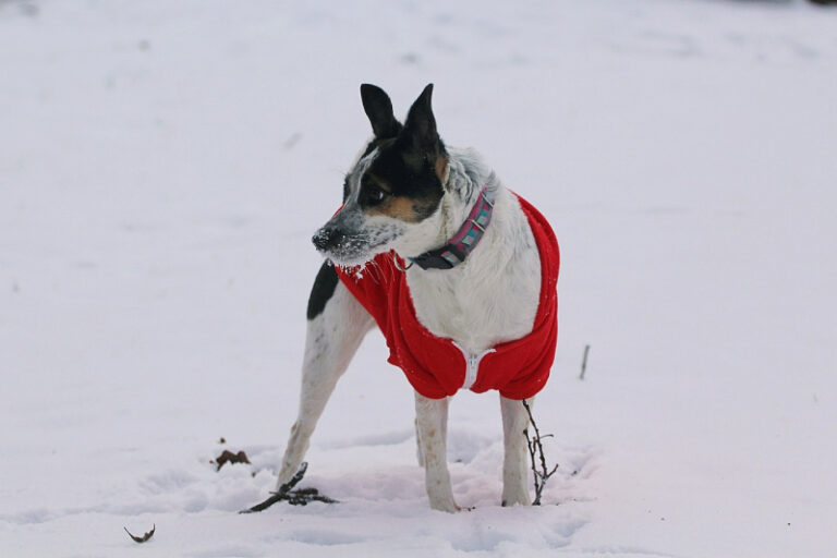 Rat Terrier Dog Breed Facts: What You Need to Know