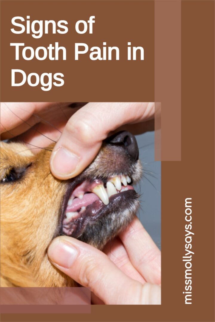 Signs of Tooth Pain in Dogs - Miss Molly Says