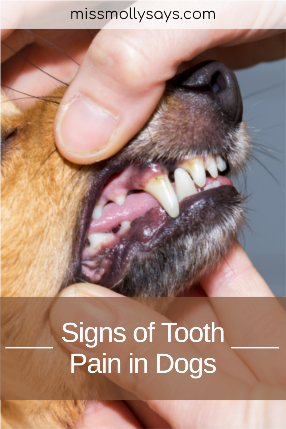 Signs of Tooth Pain in Dogs - Miss Molly Says