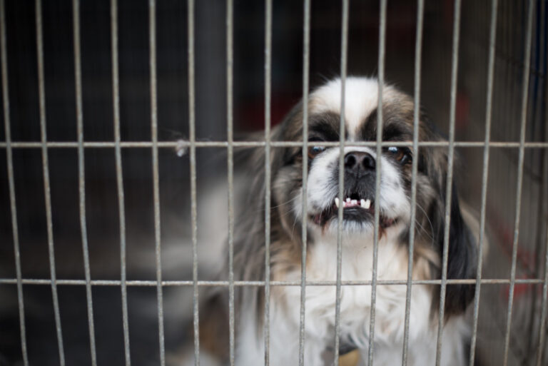 Caged Dog Syndrome: Learn What it is and How to Prevent It