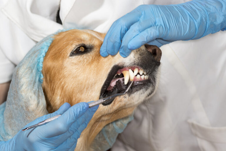 5 Tips on Where to Turn for Vet Dental Care - Miss Molly Says