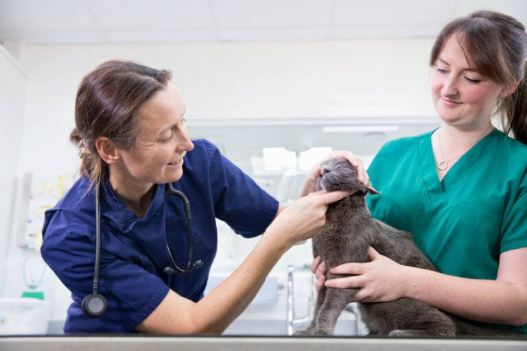 5 Tips on Where to Turn for Vet Dental Care - Miss Molly Says