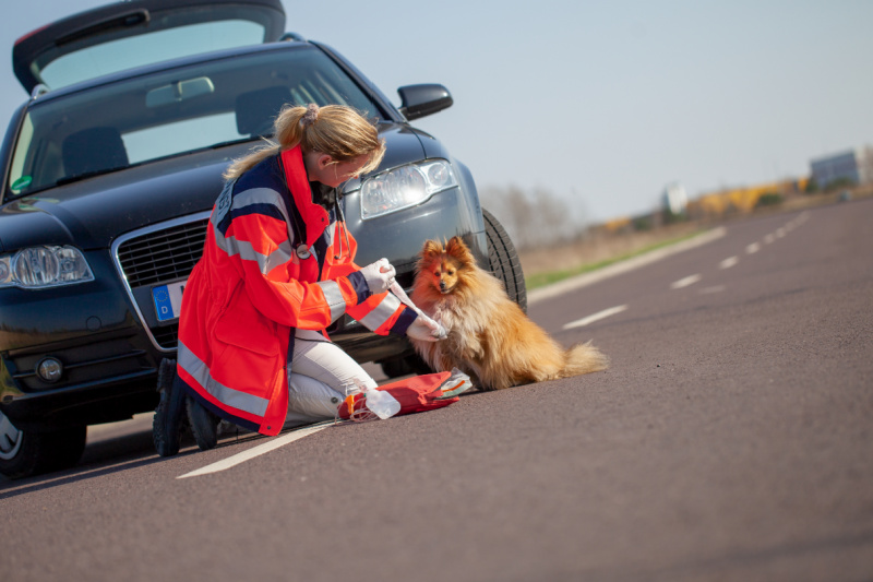 How to Help an Injured Pet - Miss Molly Says