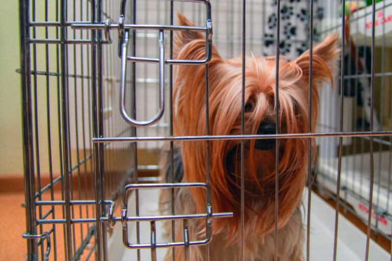 Caged Dog Syndrome: Learn What it is and How to Prevent It