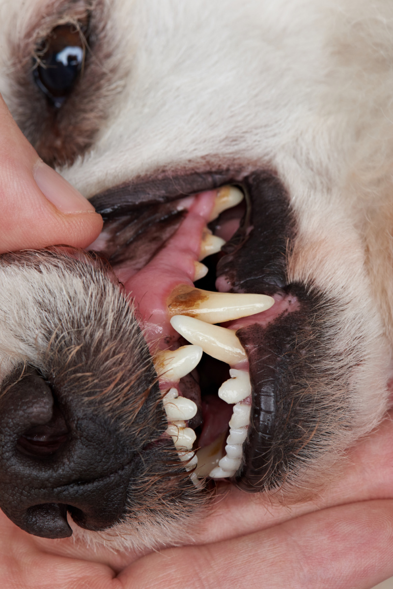 Signs of Tooth Pain in Dogs - Miss Molly Says