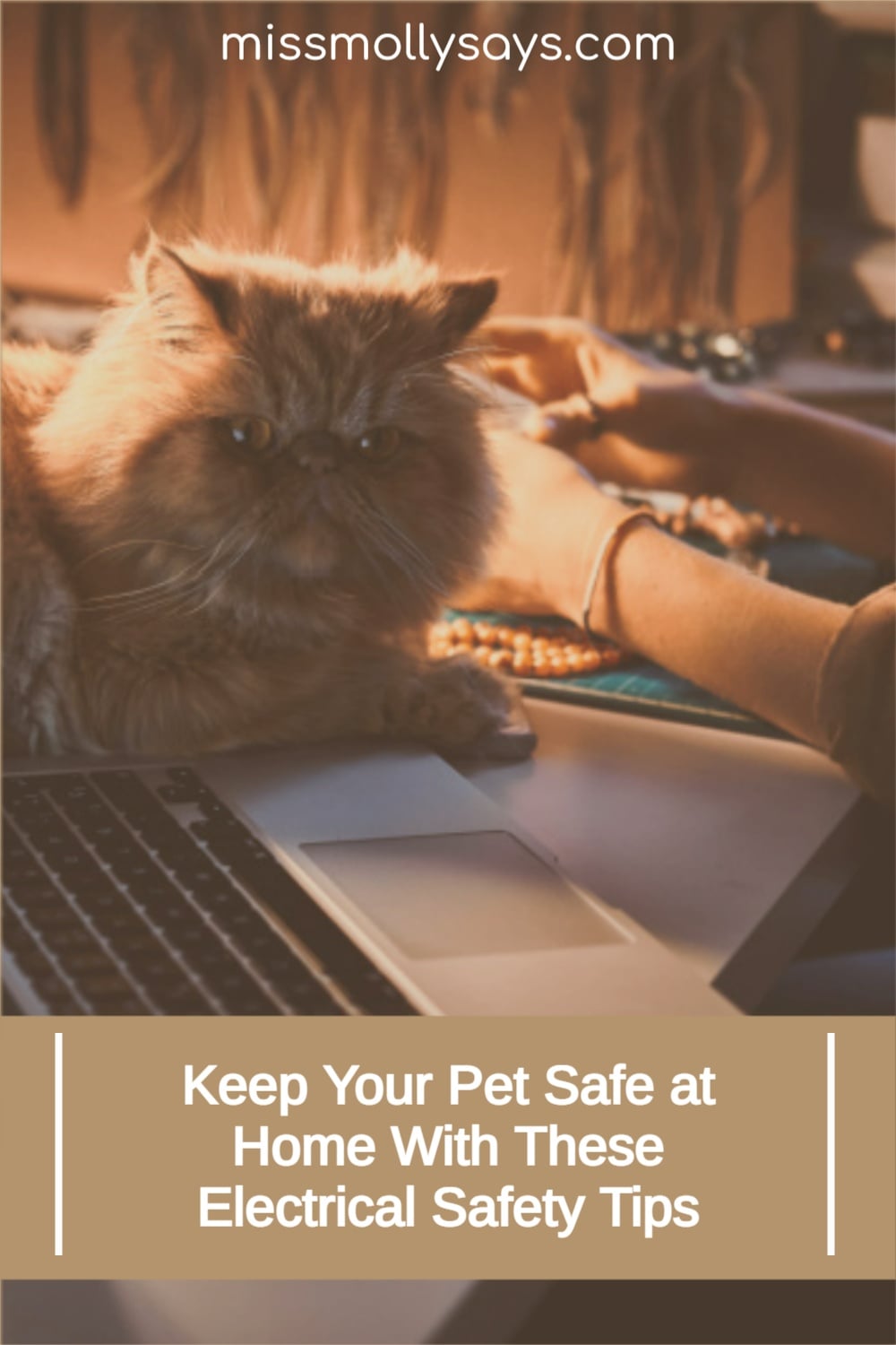 Keep Your Pet Safe at Home With These Electrical Safety Tips