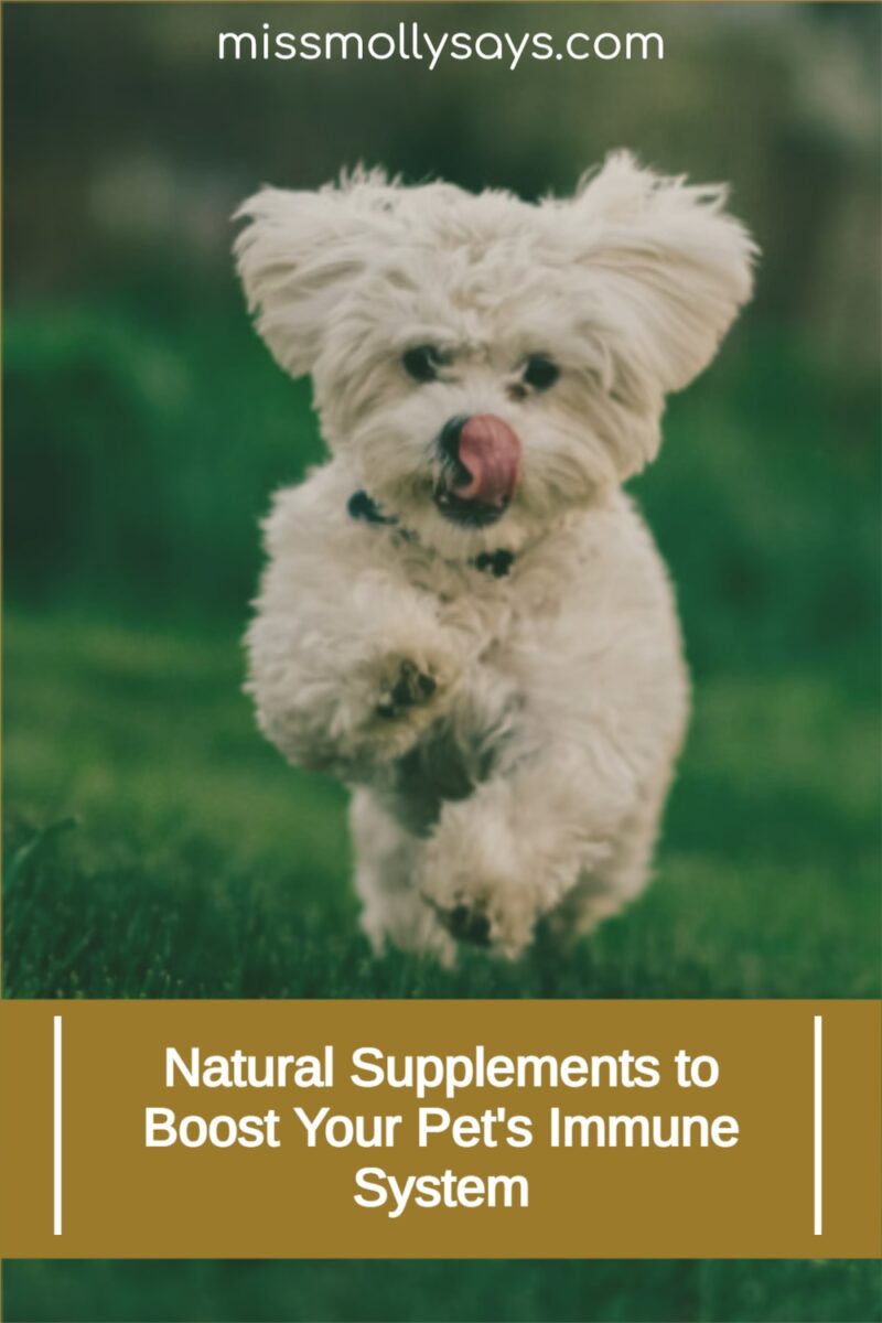 Natural Supplements to Boost Your Pet's Immune System