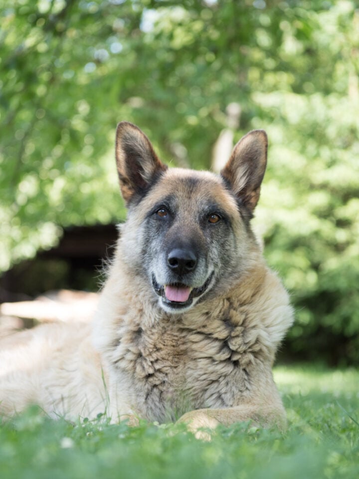 Exercise and the Aging Dog: Keep Your Senior Canine Healthy