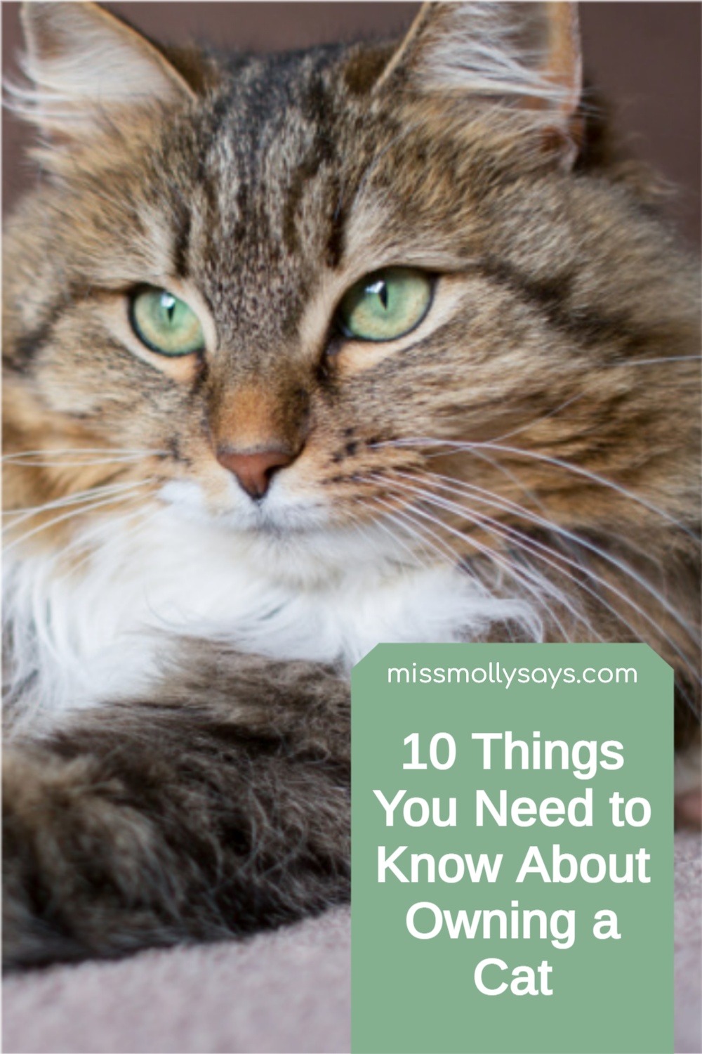 10 Things You Need to Know About Owning a Cat