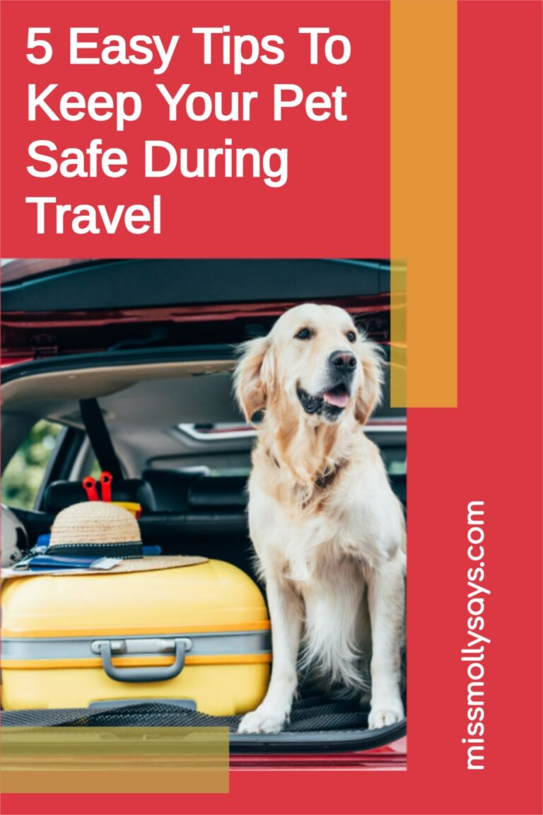 5 Easy Tips To Keep Your Pet Safe During Travel - Miss Molly Says