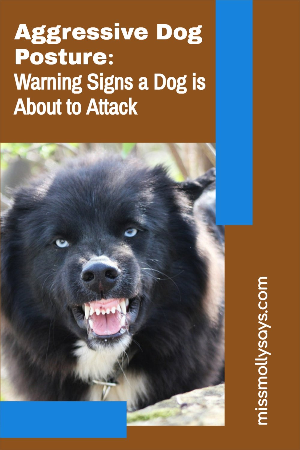 Aggressive Dog Posture: Warning Signs a Dog is about to Attack