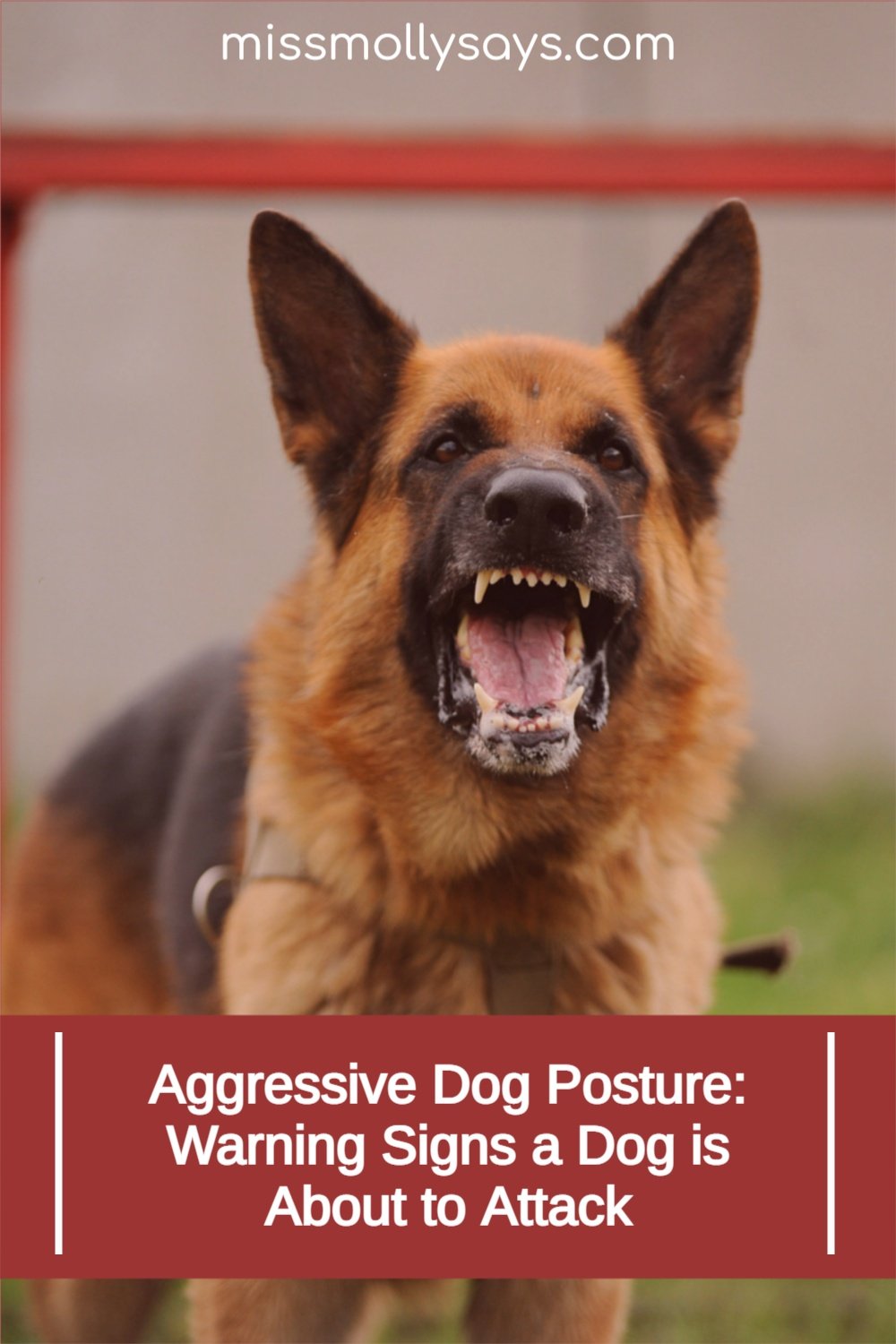 Aggressive Dog Posture: Warning Signs a Dog is about to Attack