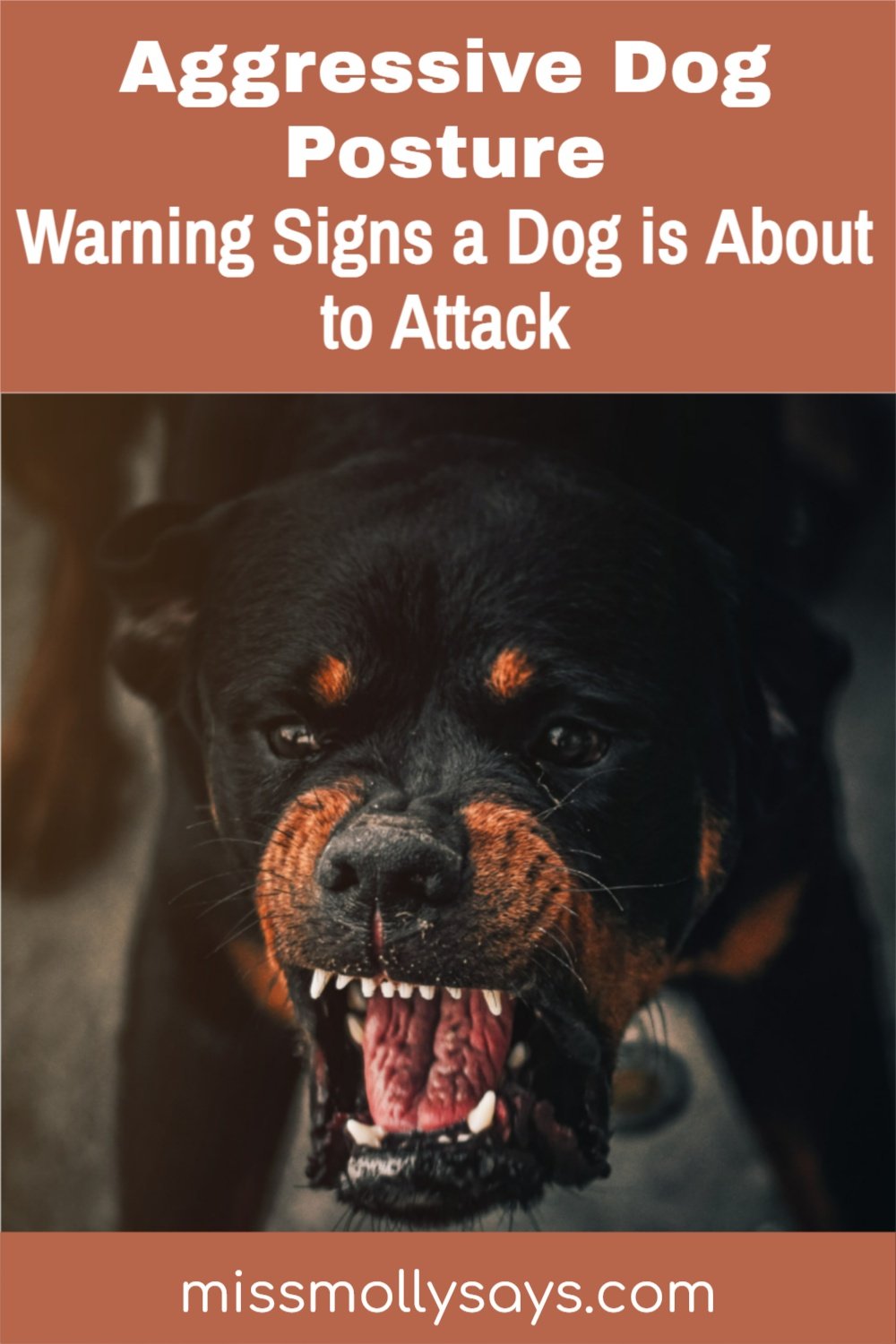 Aggressive Dog Posture: Warning Signs a Dog is about to Attack