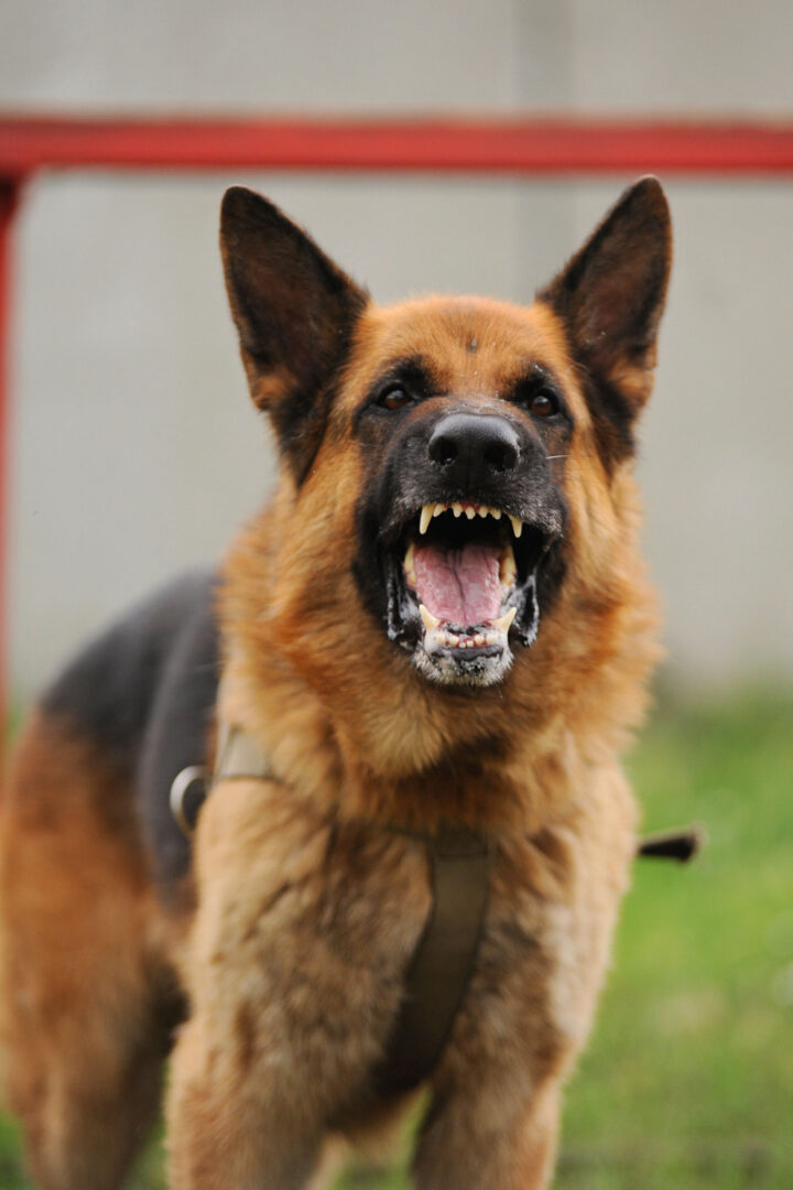 Aggressive Dog Posture: Warning Signs a Dog is about to Attack