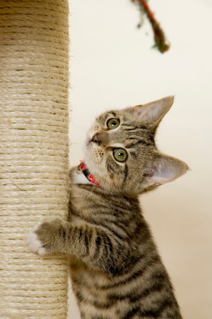 10 Things You Need to Know About Owning a Cat