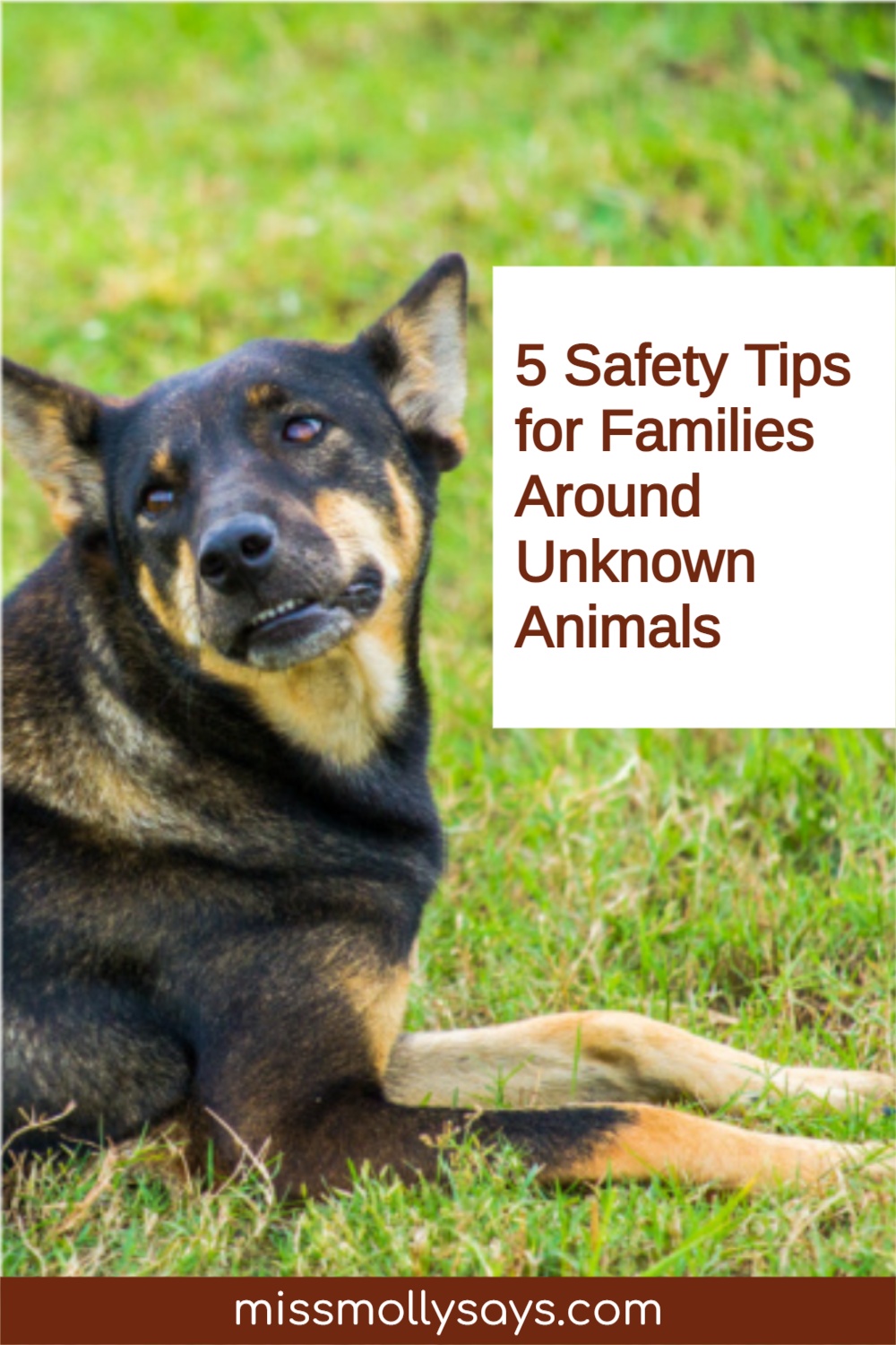 5 Safety Tips for Families Around Unknown Animals