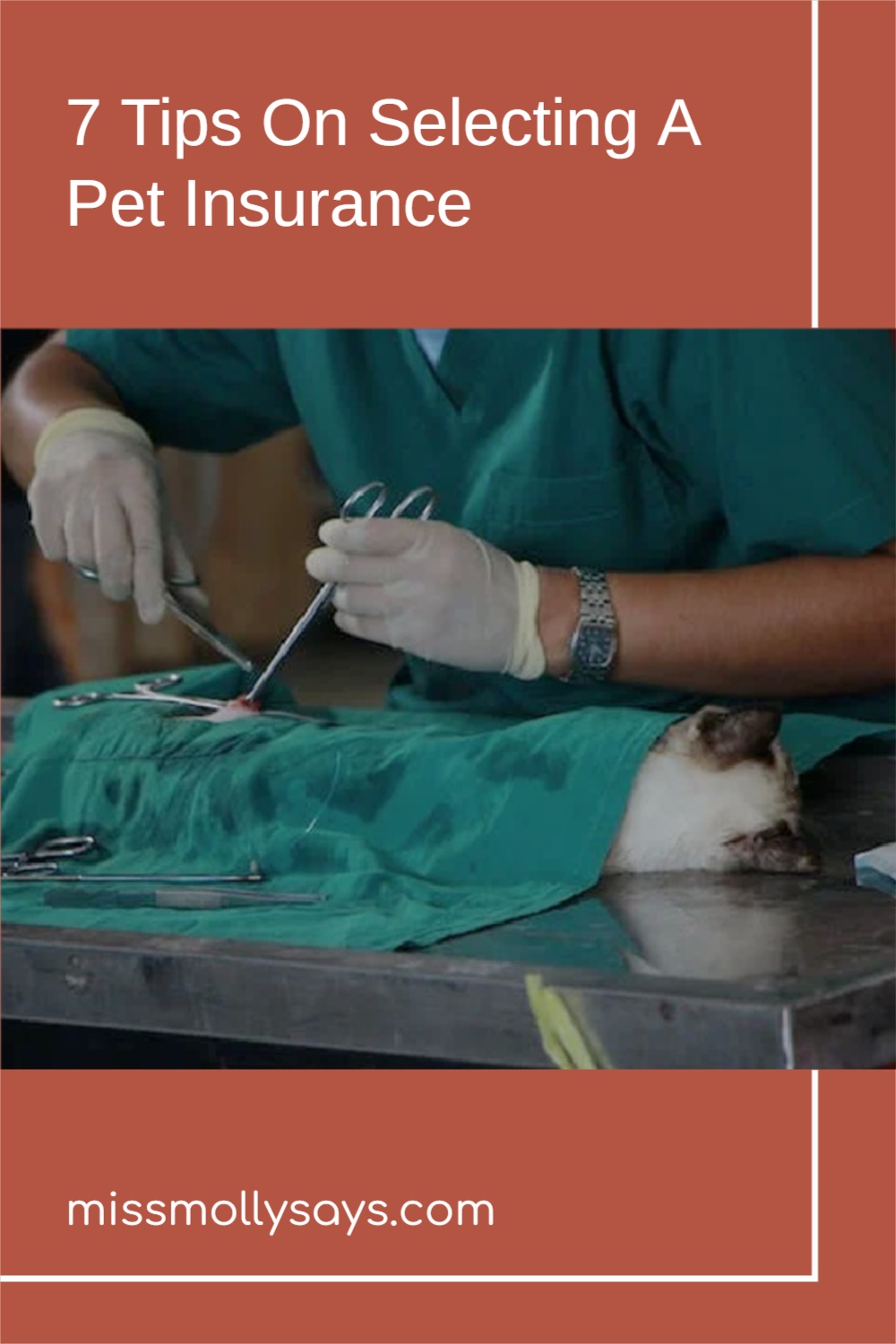 7 Tips On Selecting A Pet Insurance - Miss Molly Says