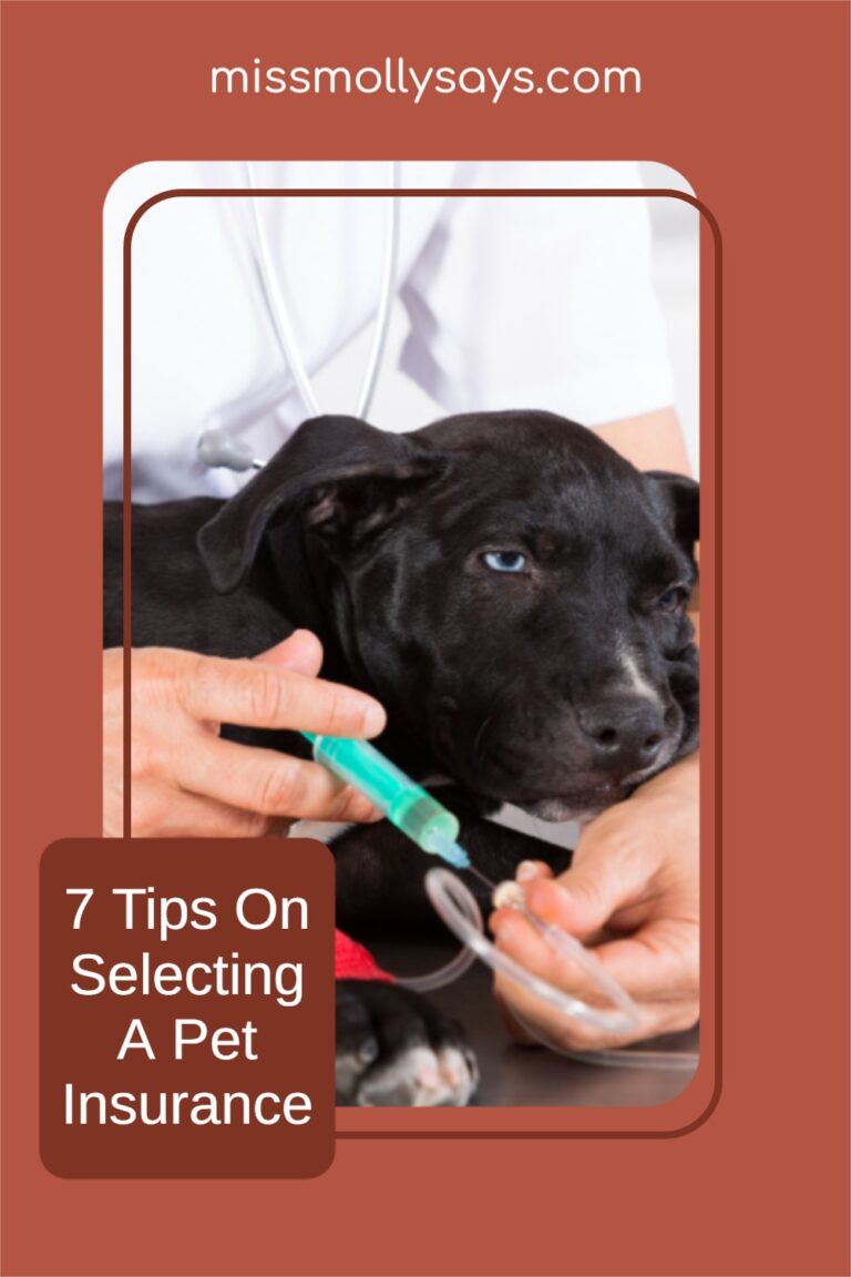 7 Tips On Selecting A Pet Insurance - Miss Molly Says