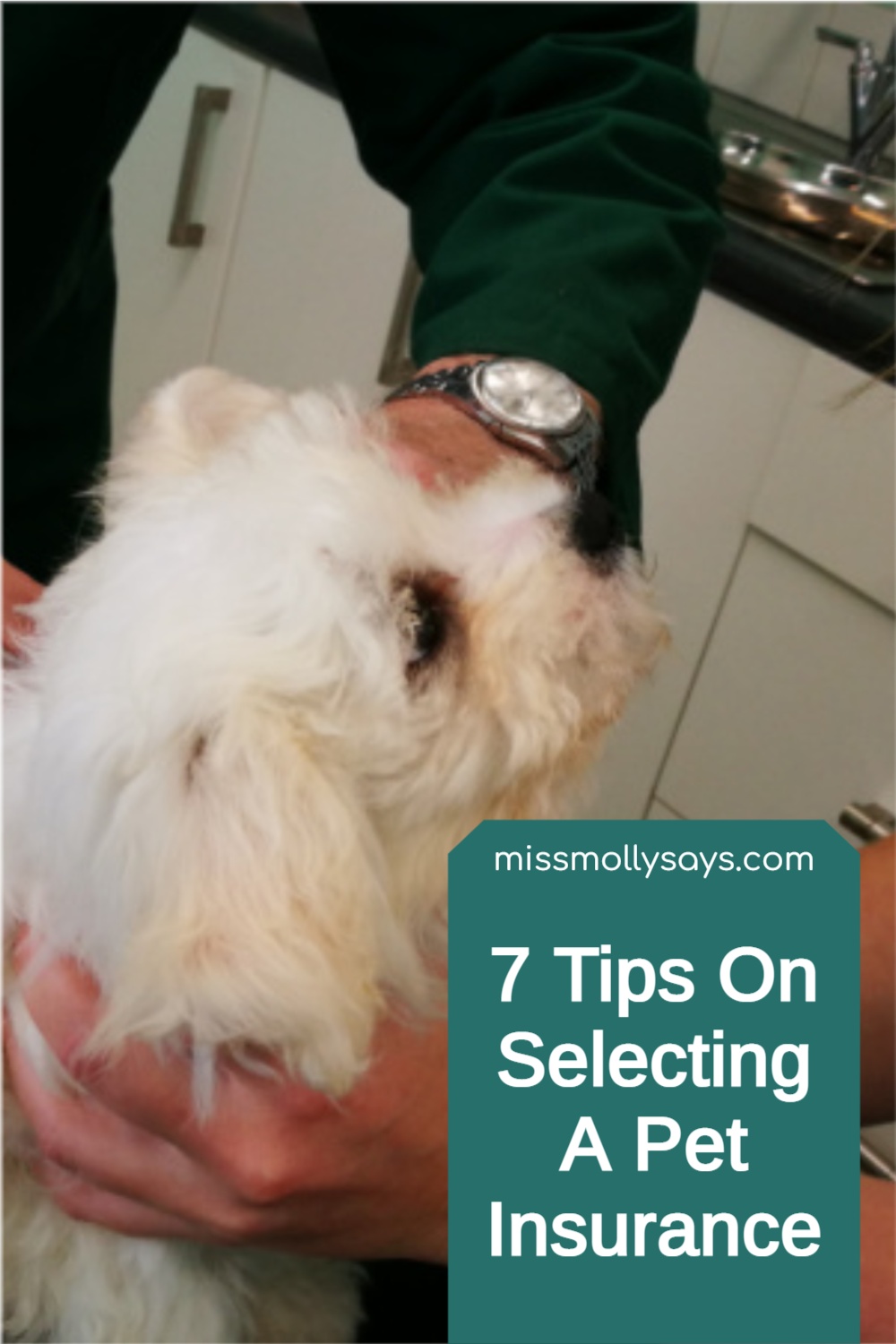 7 Tips On Selecting A Pet Insurance - Miss Molly Says