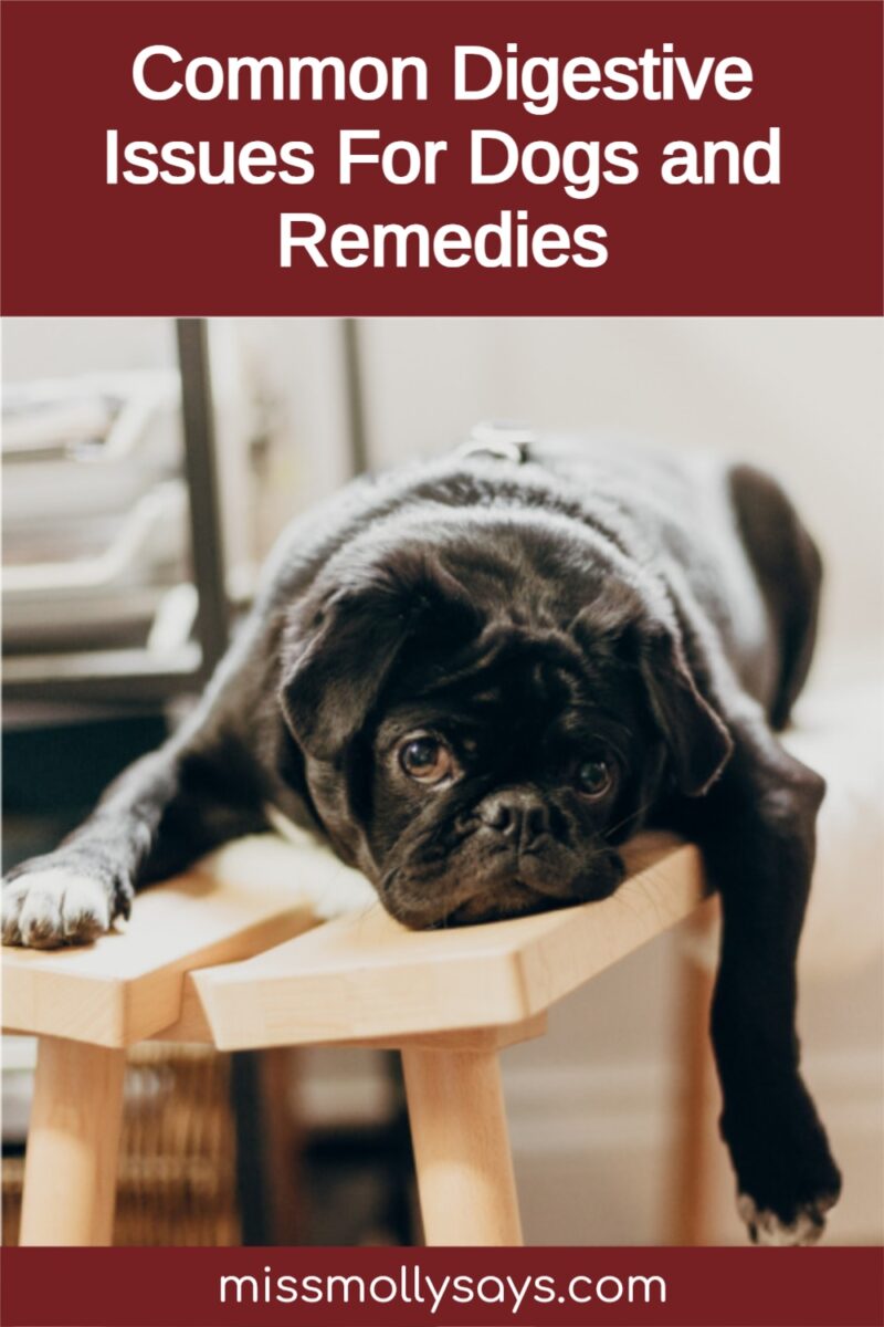 Common Digestive Issues For Dogs and Remedies