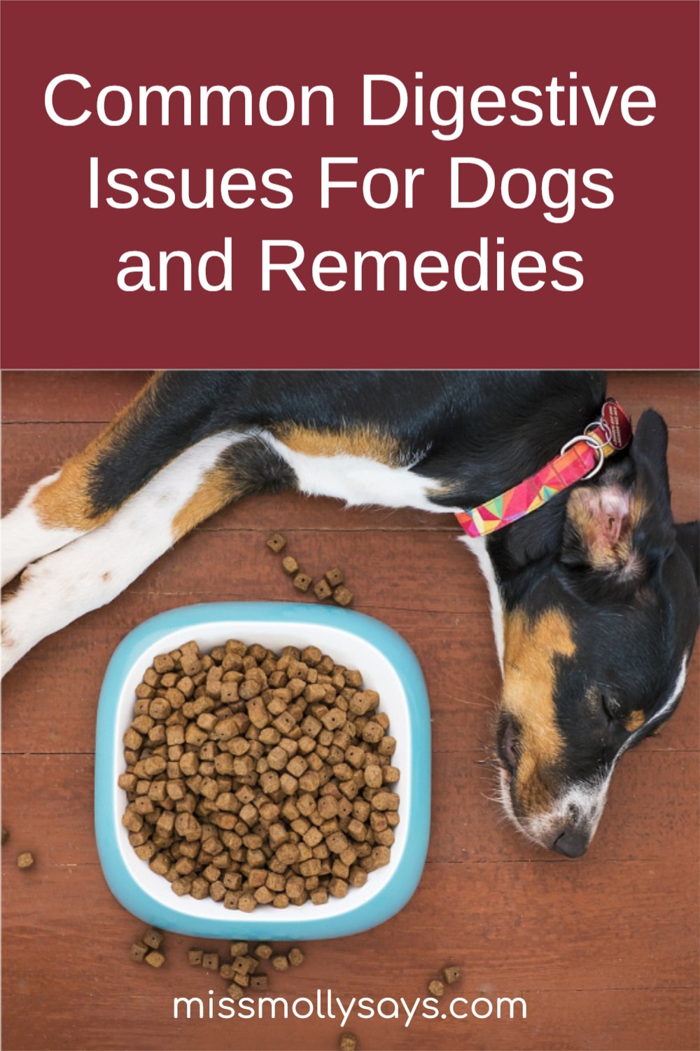 Common Digestive Issues For Dogs and Remedies