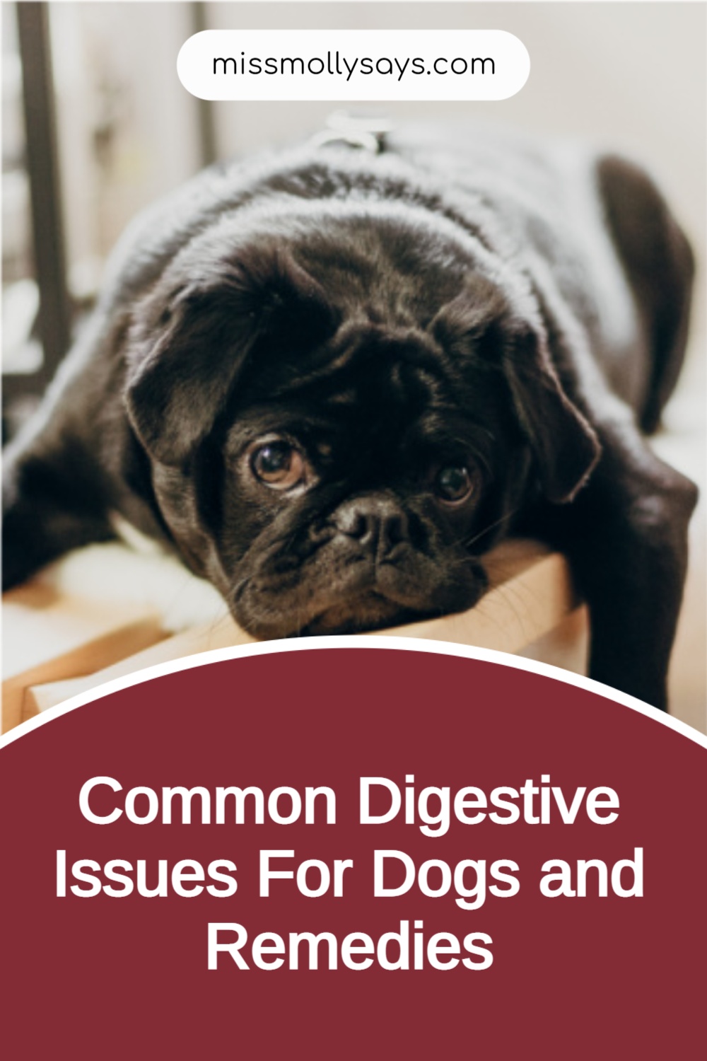 Common Digestive Issues For Dogs and Remedies