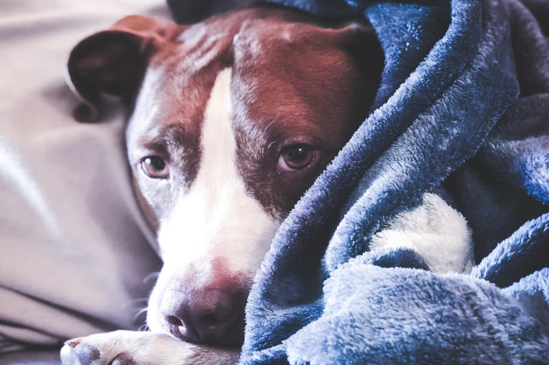 Grieving Dog Symptoms and How to Help Your Furry Friend Cope