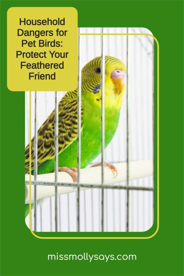 Household Dangers for Pet Birds: Protect Your Feathered Friend