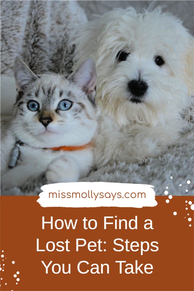 How to Find a Lost Pet: Steps You Can Take - Miss Molly Says