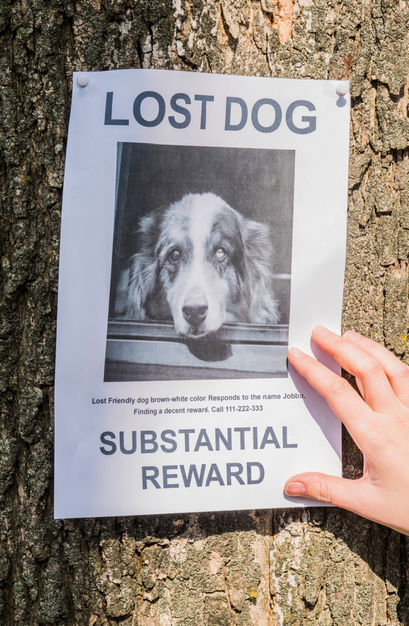 How to Find a Lost Pet: Steps You Can Take - Miss Molly Says