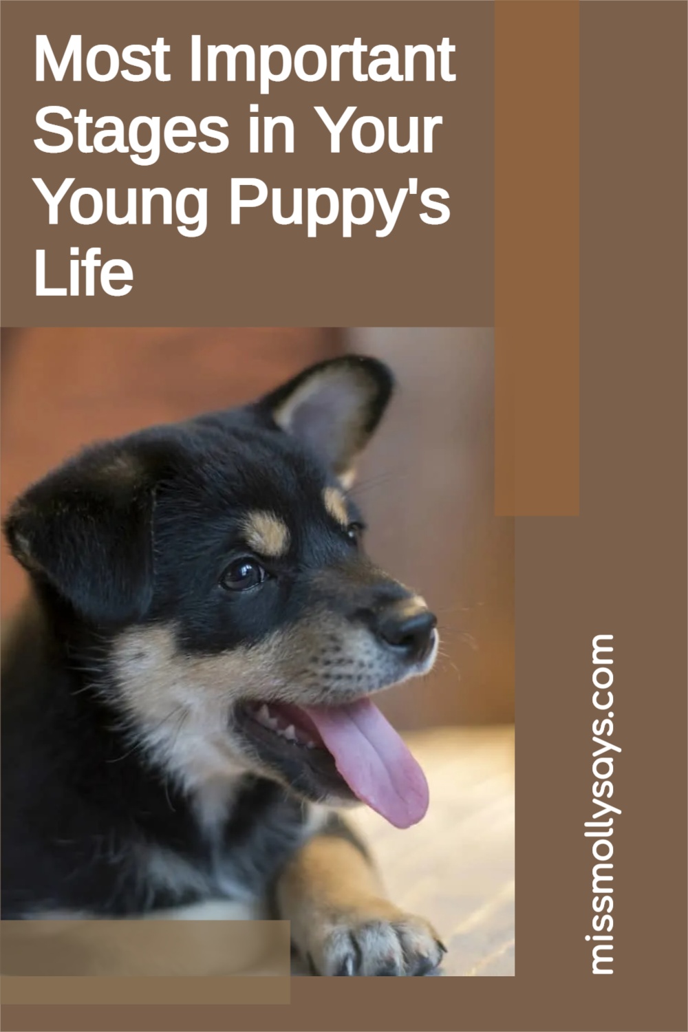Most Important Stages in Your Young Puppy's Life