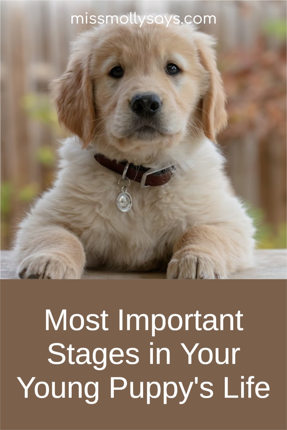 Most Important Stages in Your Young Puppy's Life