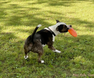 Spoil Your Pets with Fun Pet Toys & Accessories from PrimePets